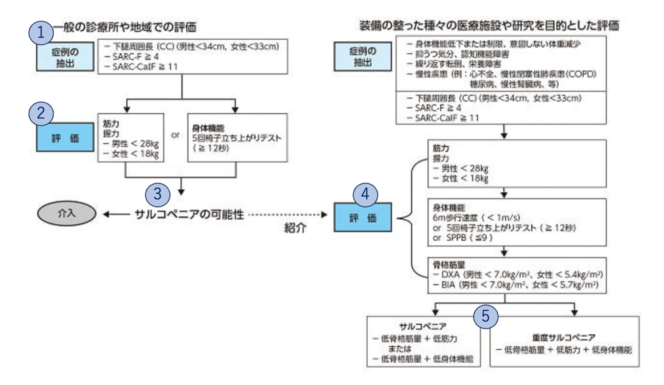 サルコペニア・フレイルとは《Column vol.09》 - 株式会社Magic Shields｜高齢者の転倒骨折対策に【ころやわ】